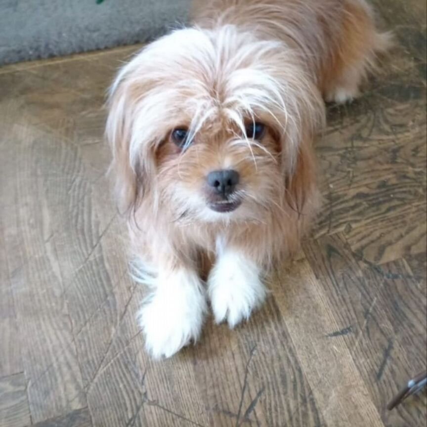 Ёжик ищет дом