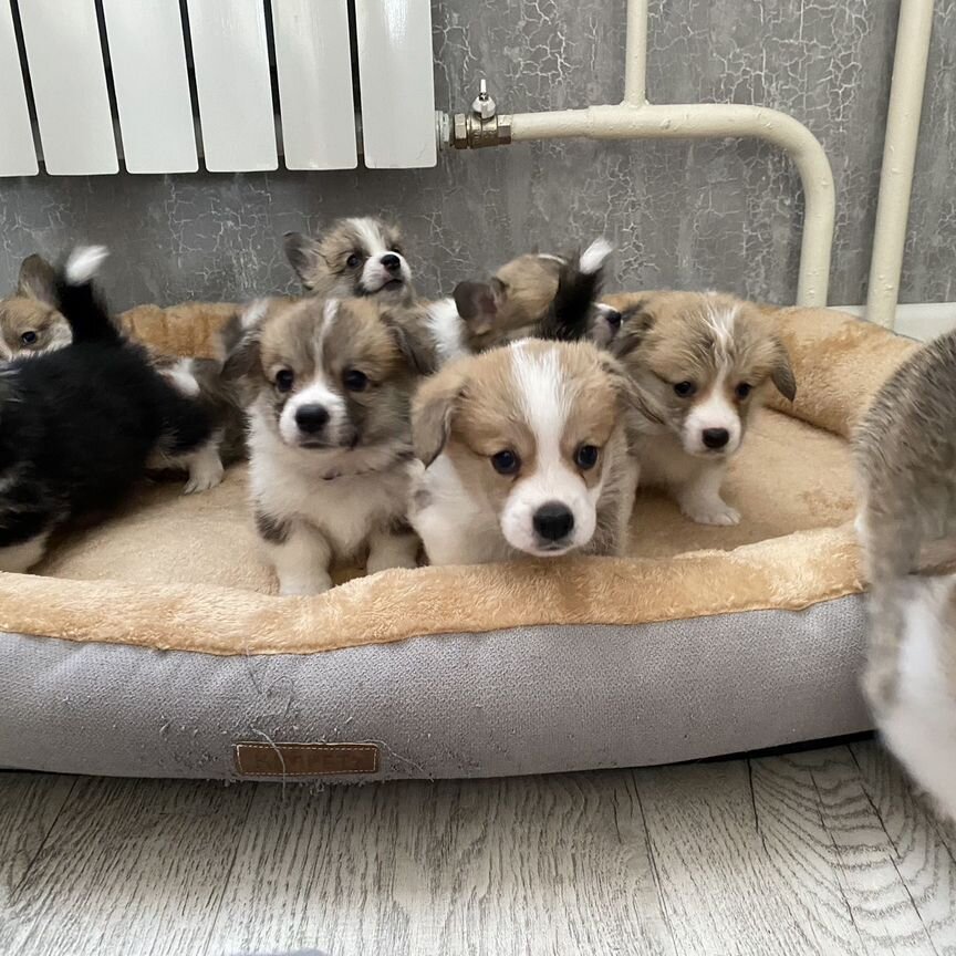 Щенки корги Пемброк