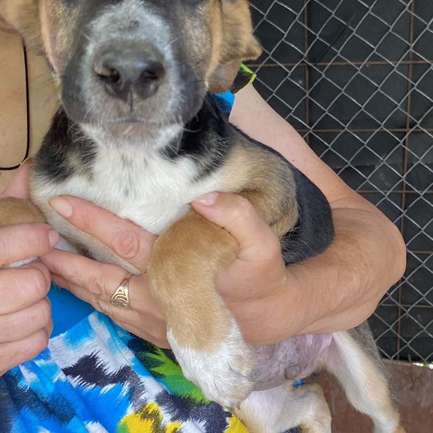 Отдам кобеля подростка