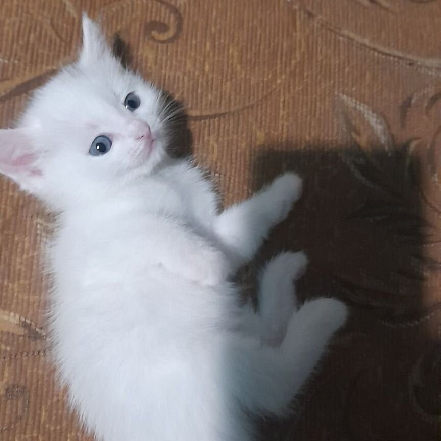 Отдам бесплатно котят две девочки и один мальчик