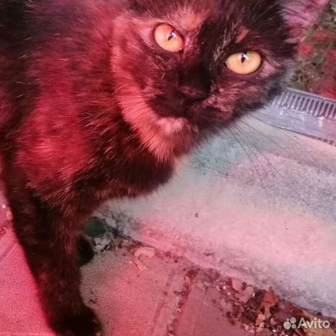 Молодую кошечку выбросили, нужен дом