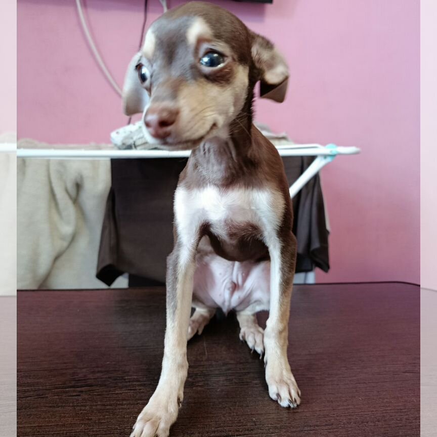 Русский той-терьер, щенок