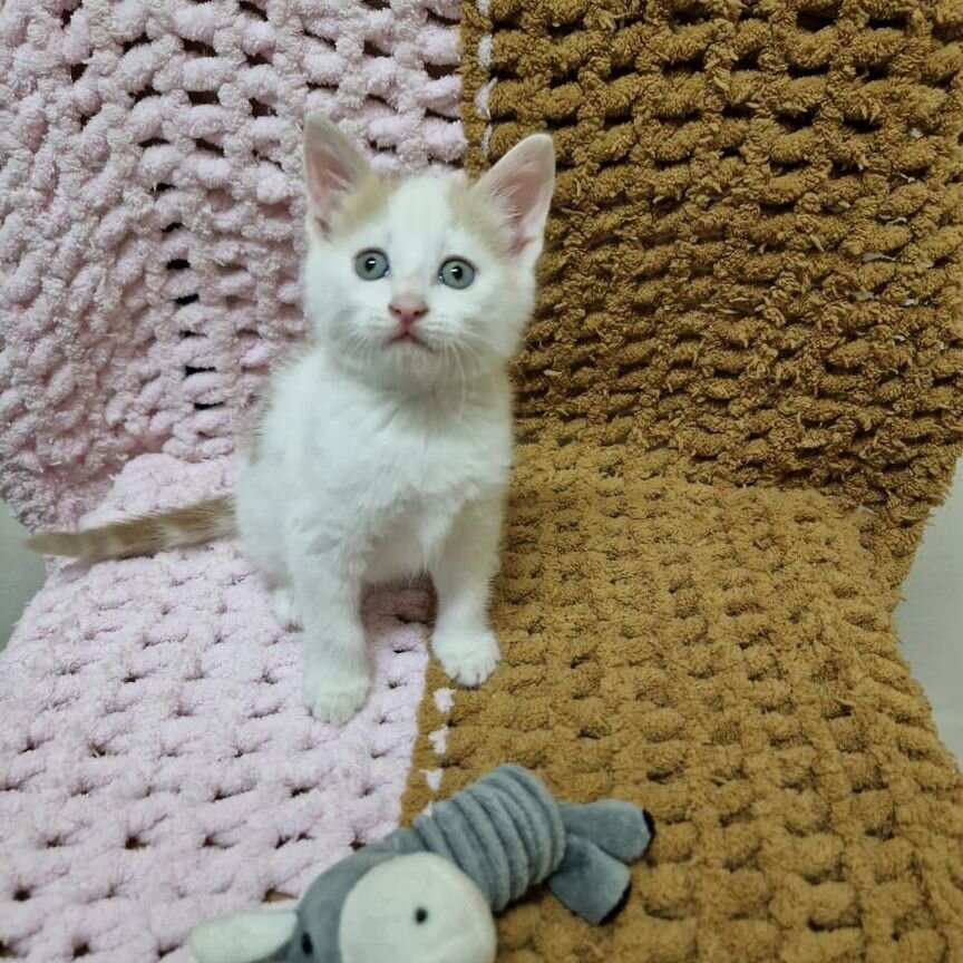 Котёнок пряник ищет дом