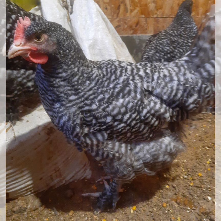 Курицы молодки