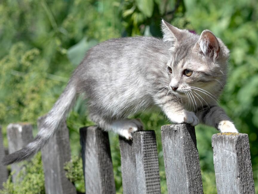 Котенок мальчик в добрые руки