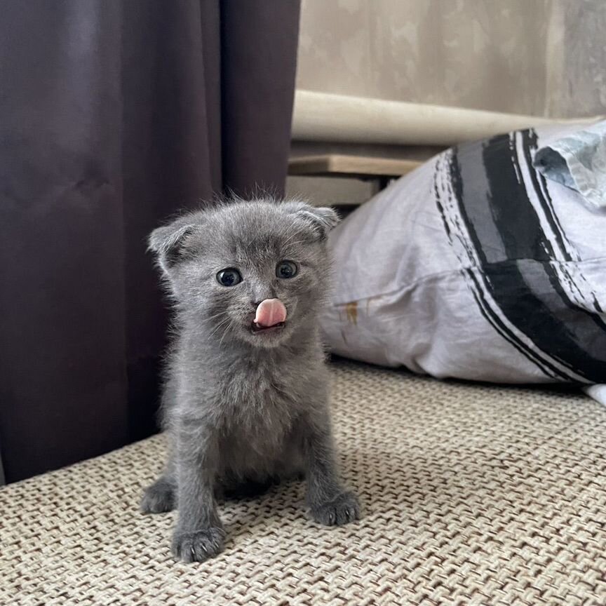 Котята скотиш фолд