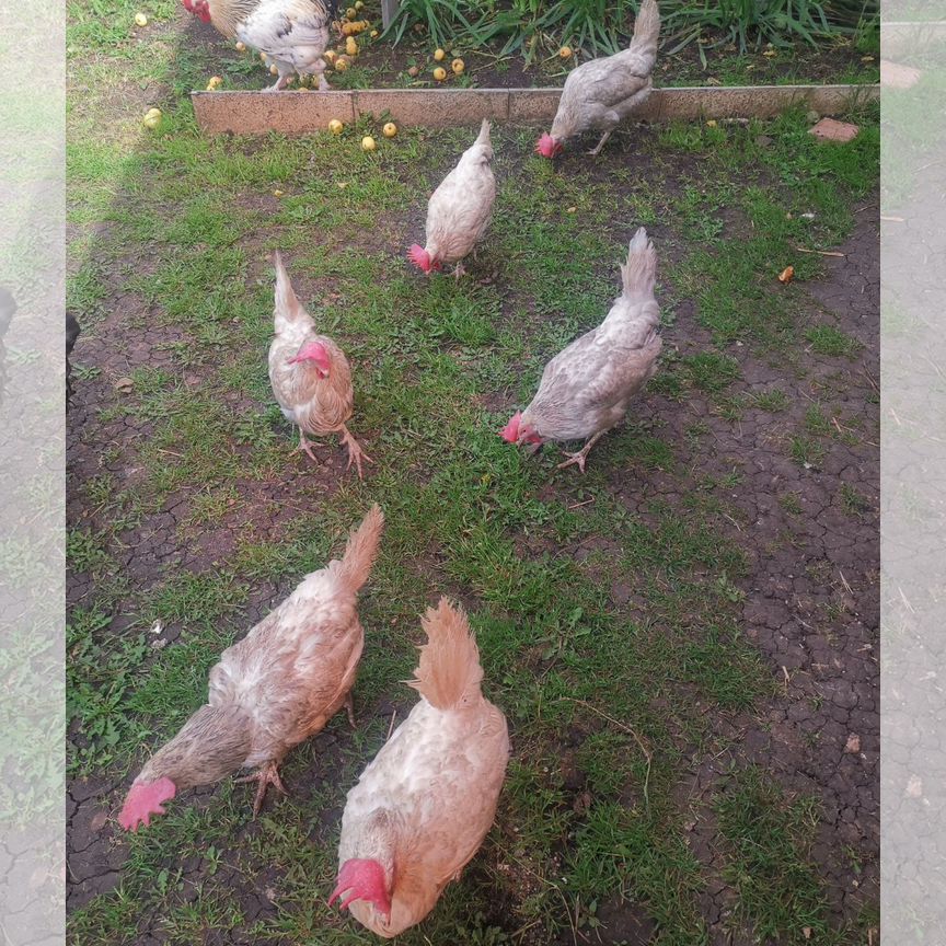 Куры несушки