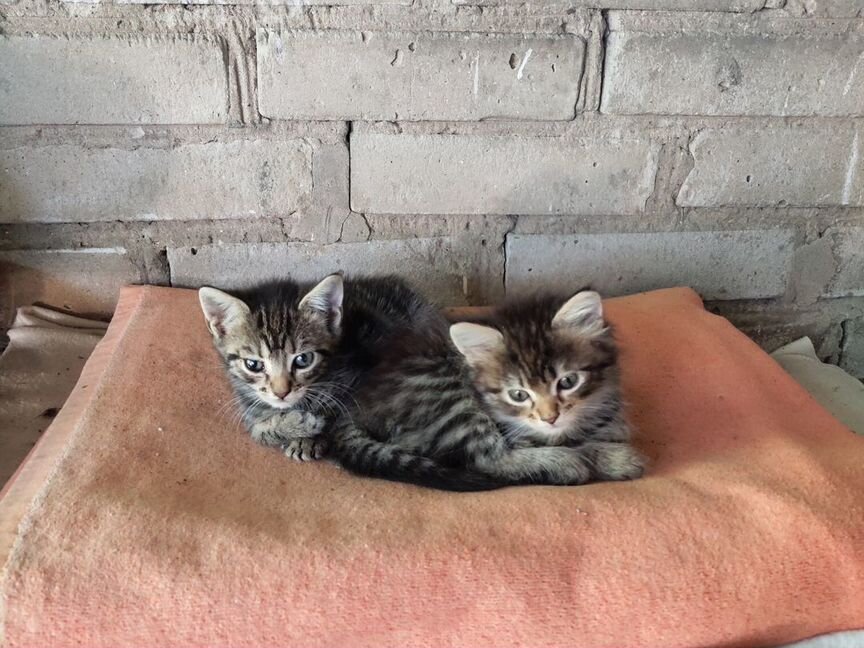Котята в добрые руки бесплатно кошки