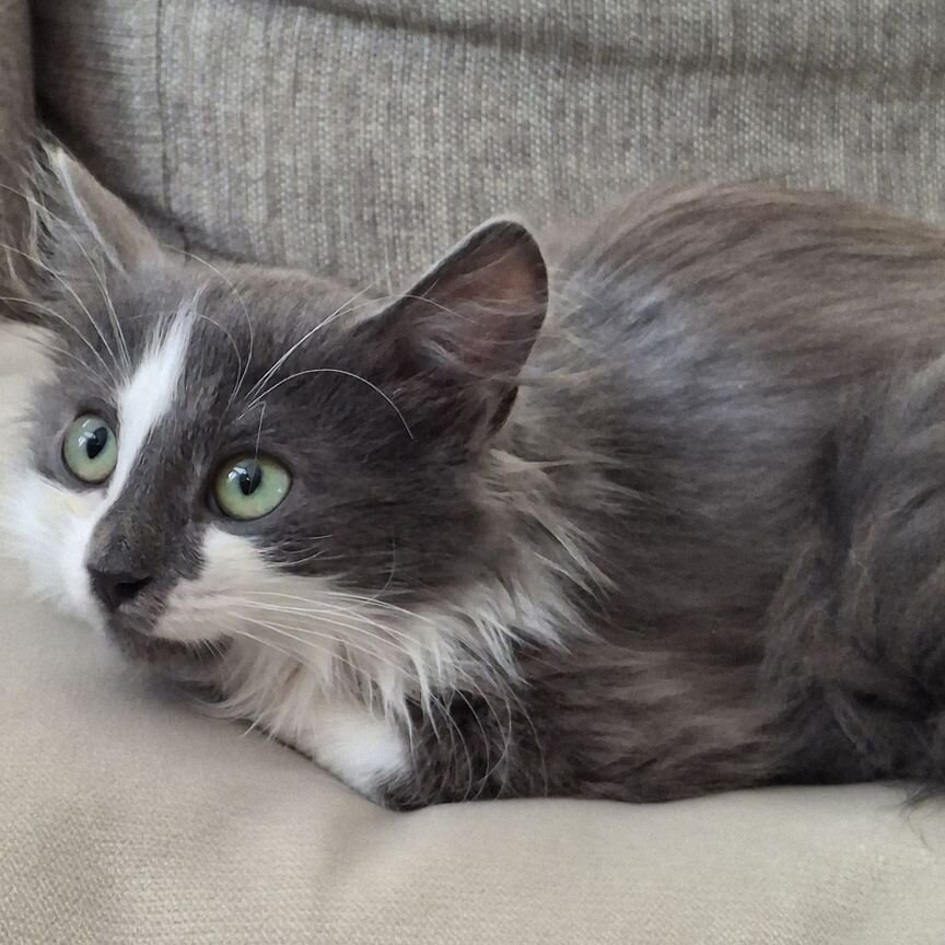 Котёнок в добрые руки