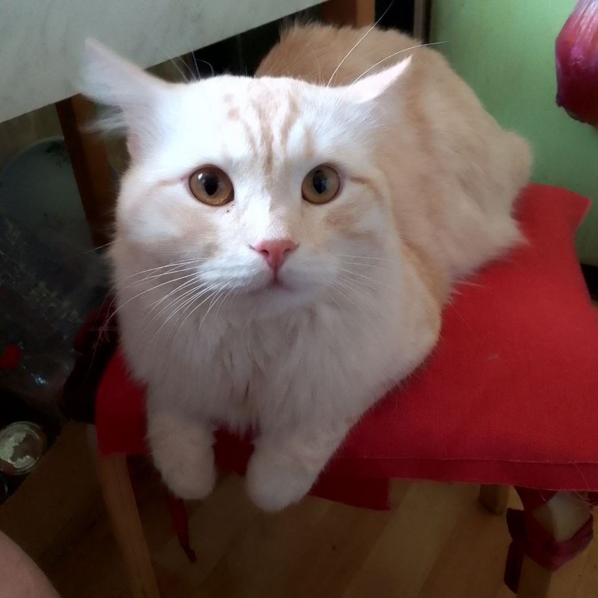 Котяра ищет встречи