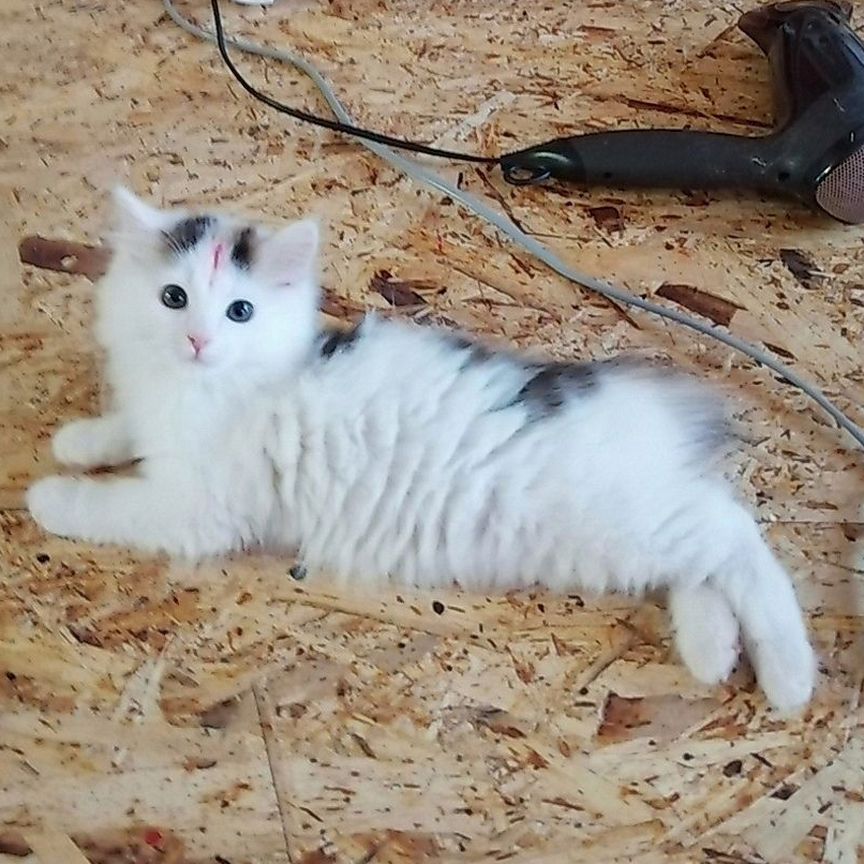 Котёнок, девочка