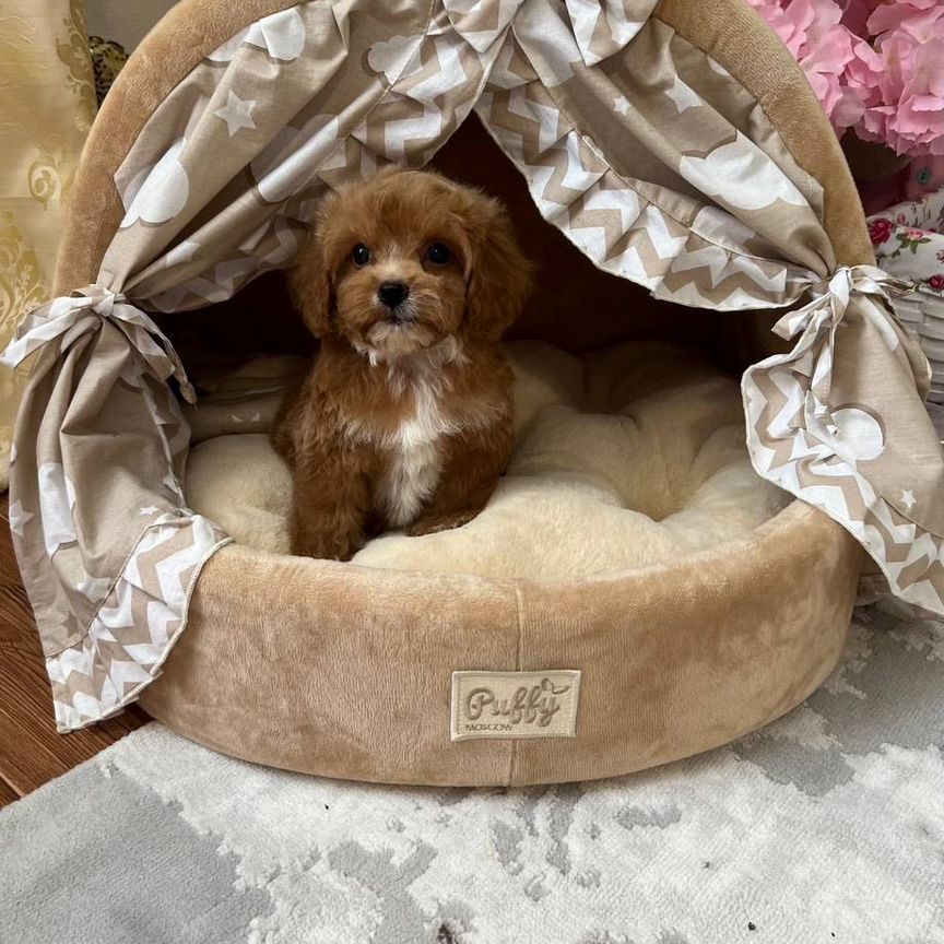 Тедди Мальтипу Китай & Корея