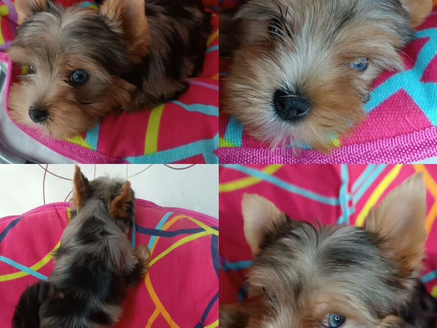 Цветной Йорк, Мерле Йорк, Мраморный Йорк