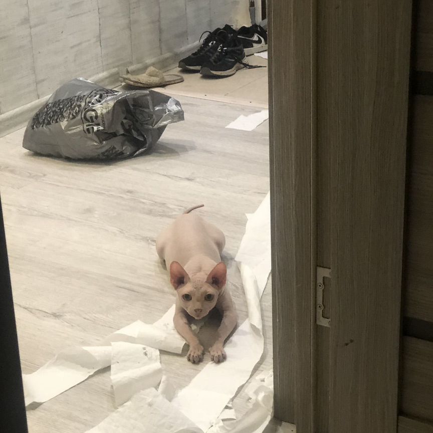 Канадский сфинкс вязка кот