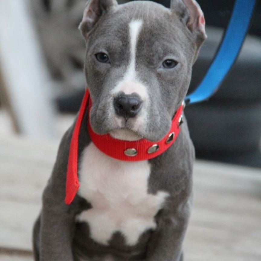 Мальчик аст