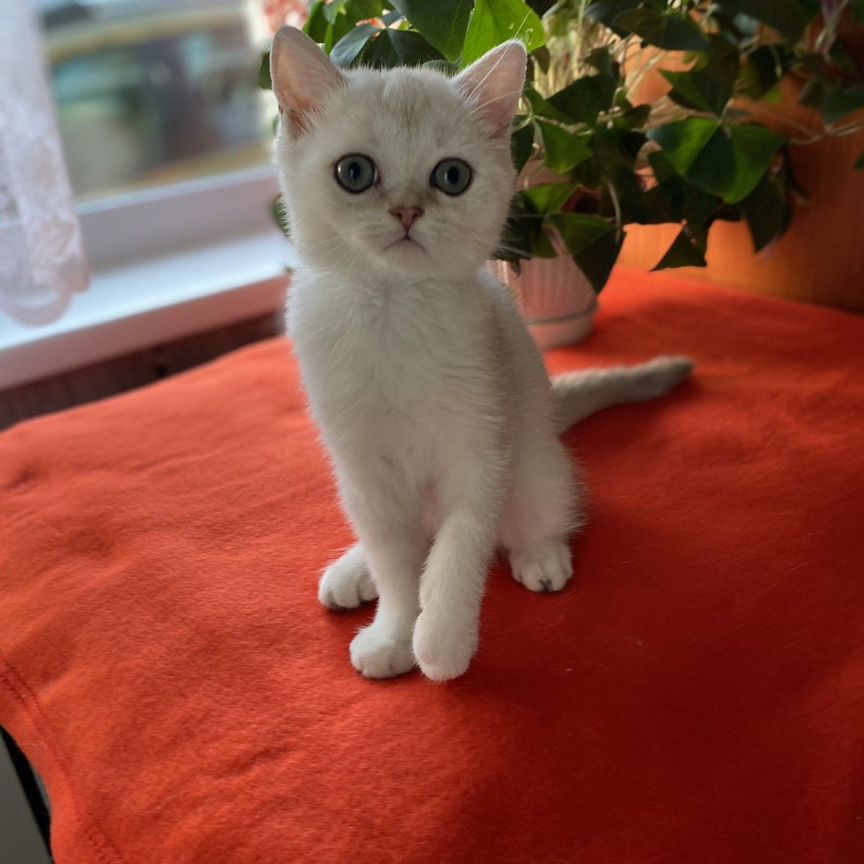 Шотландский котик