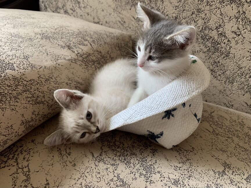 Котята беленькие с серым
