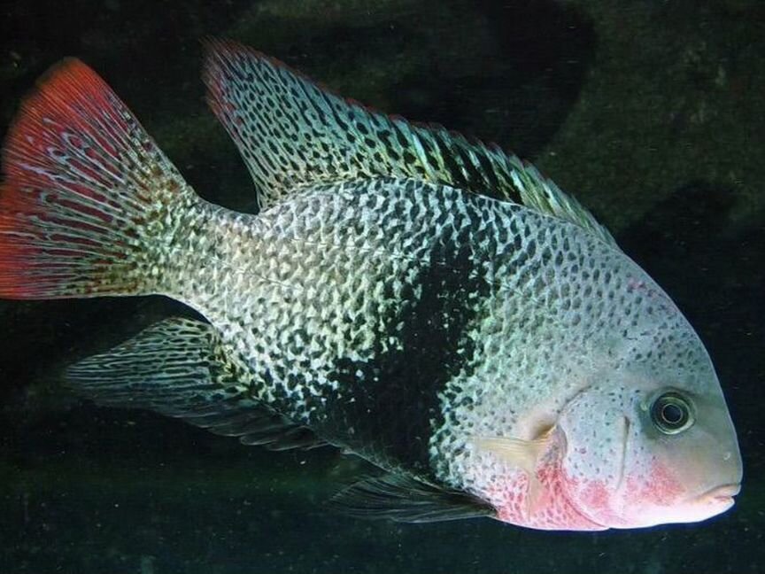 Рыба Вьеха красногорлая