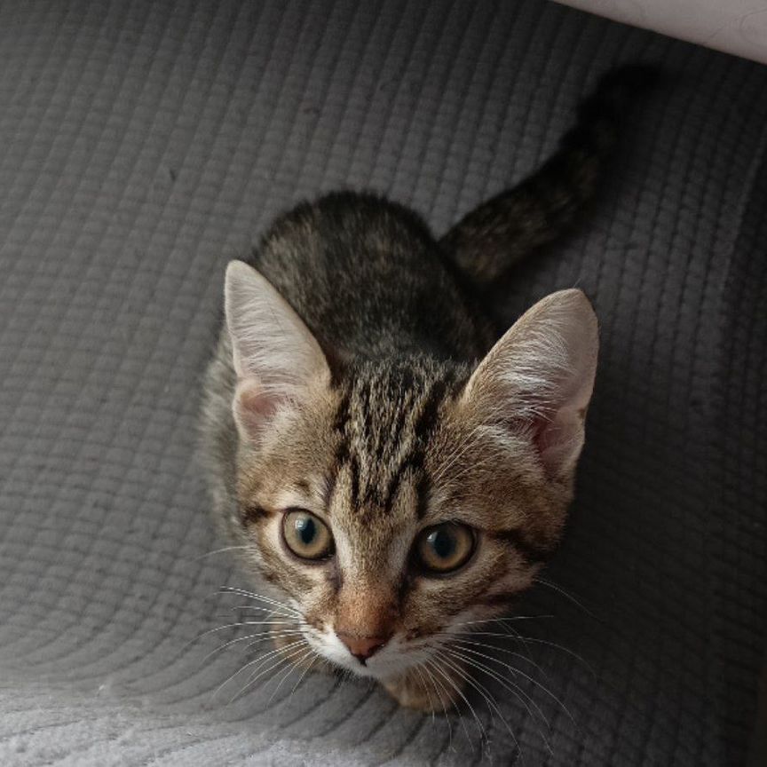 Отдам котенка в добрые руки