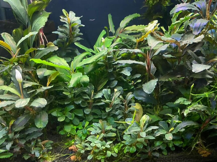 Буцифаландра, аквариумные растения