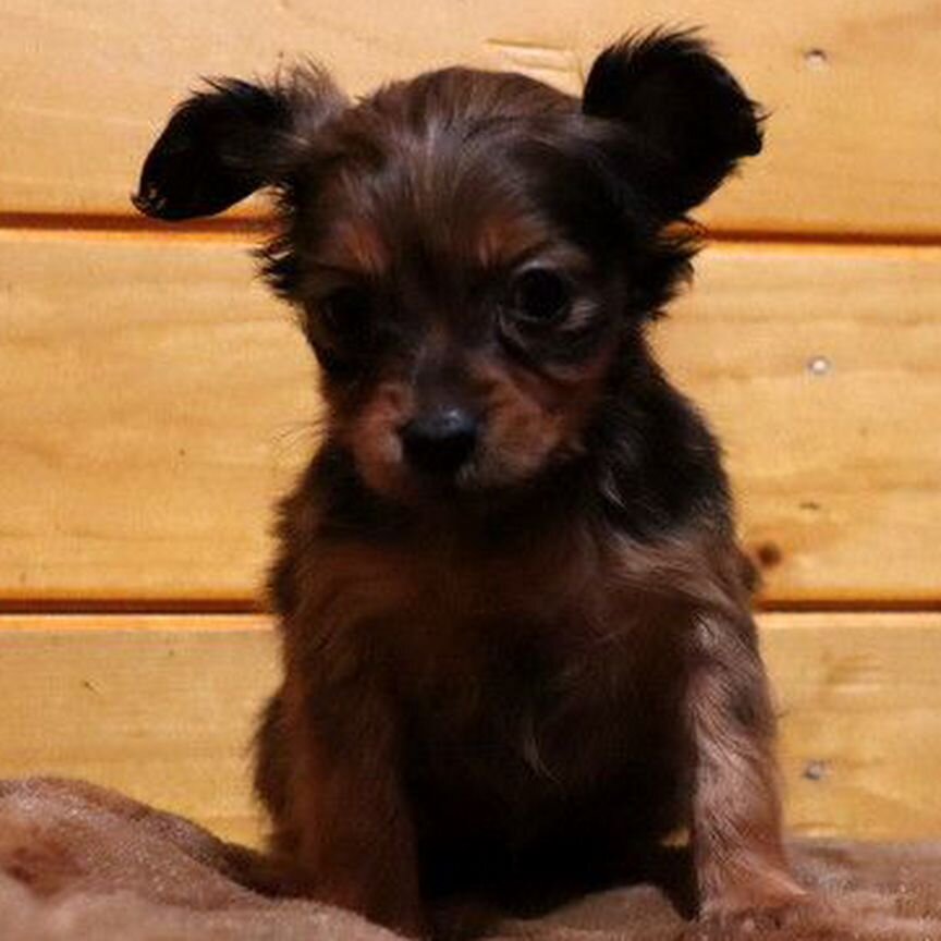 Русский той-терьер, щенок