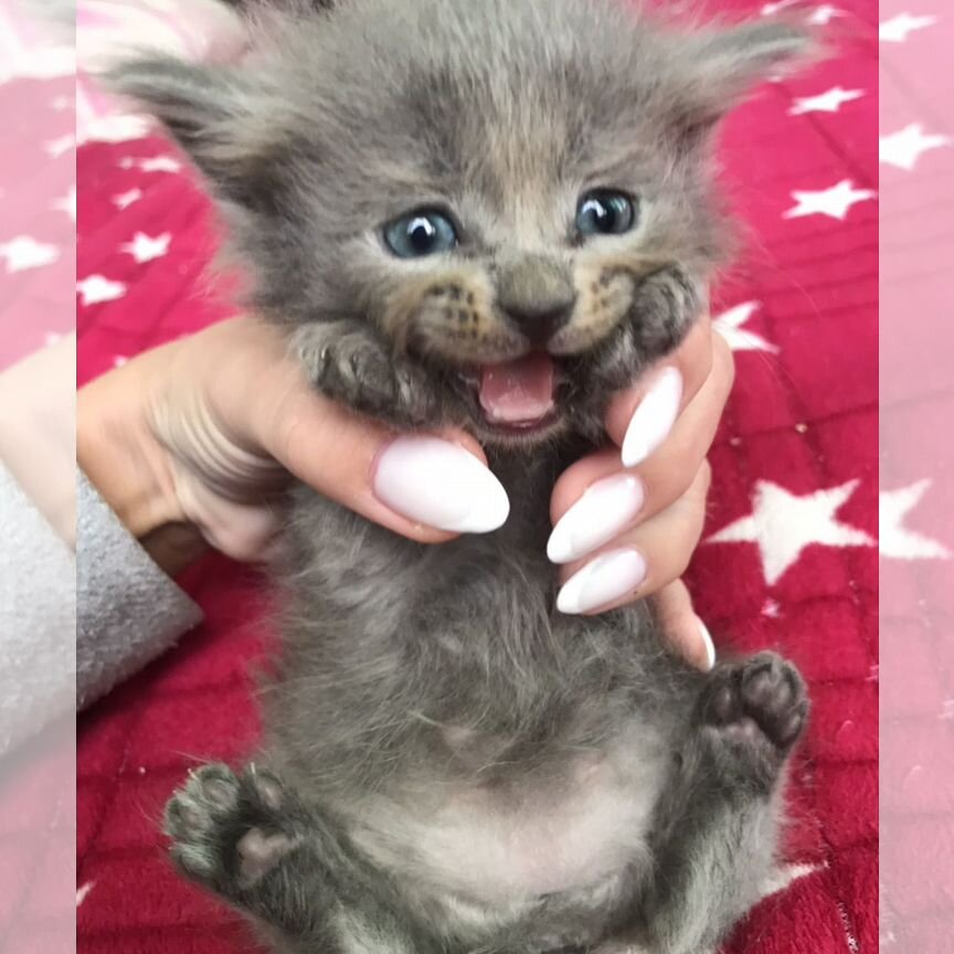 Котята отдам даром