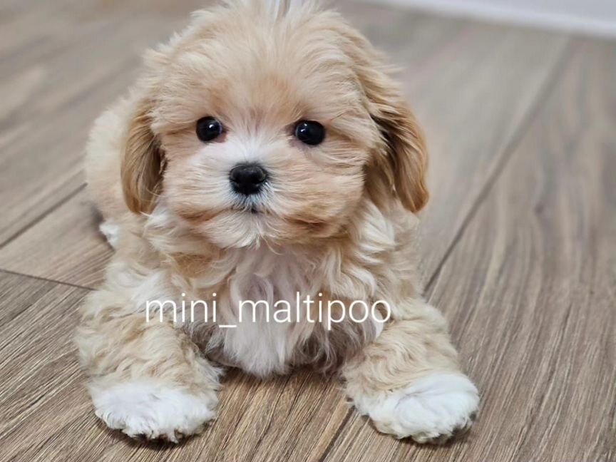 Мини мальтипу ф1