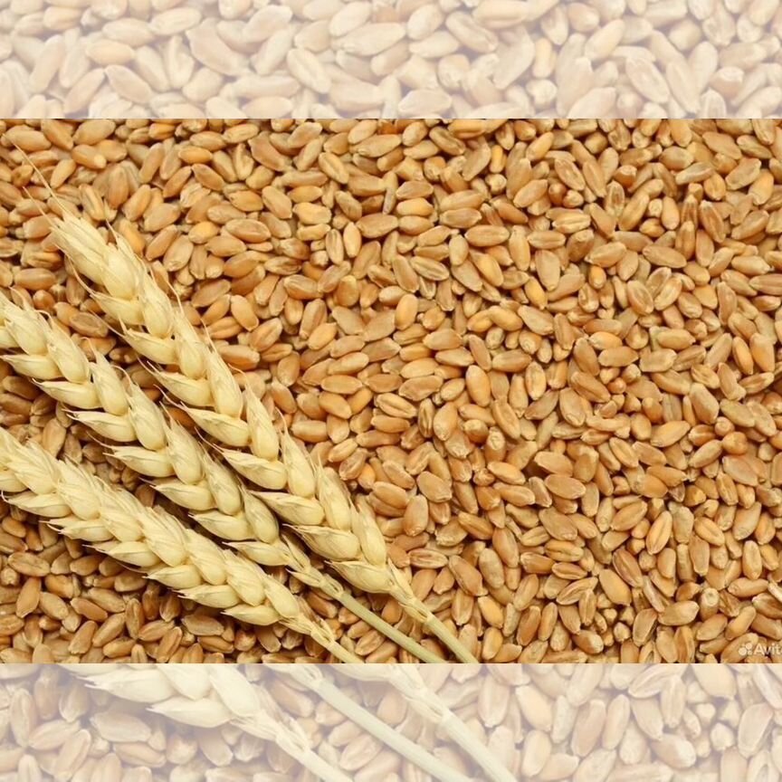 Зерно пшеница