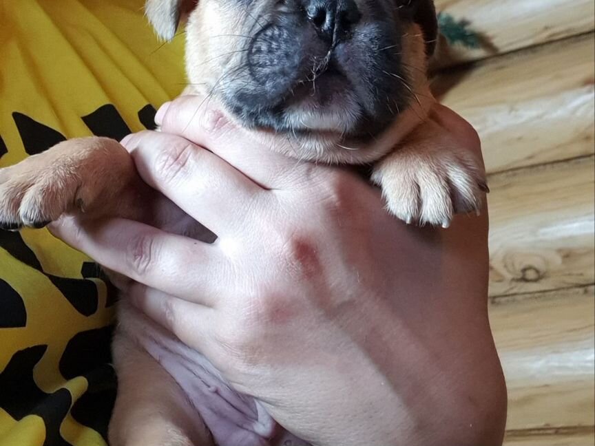 Французский бульдог