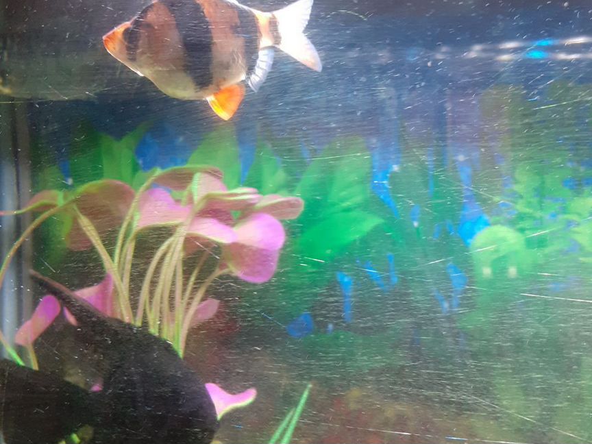Аквариумные рыбки