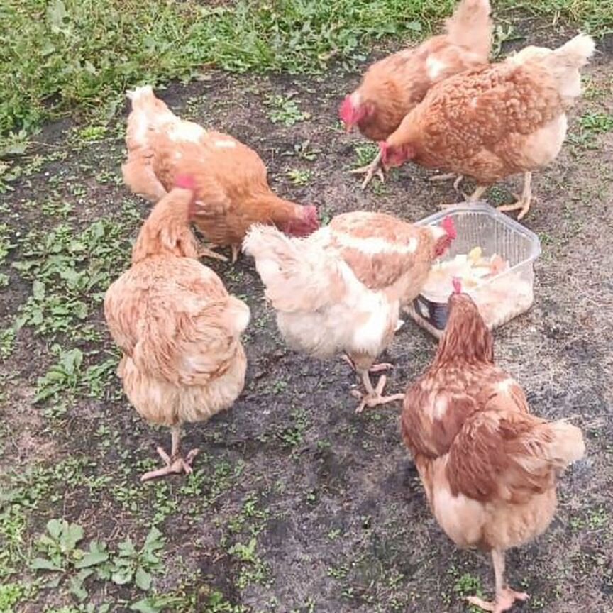 Куры несушки, продам семьёй