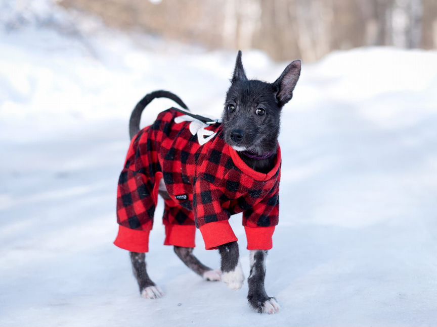 Дейзи 3 мес в добрые руки