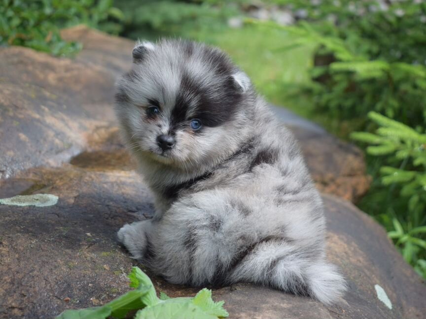 Померанский шпиц