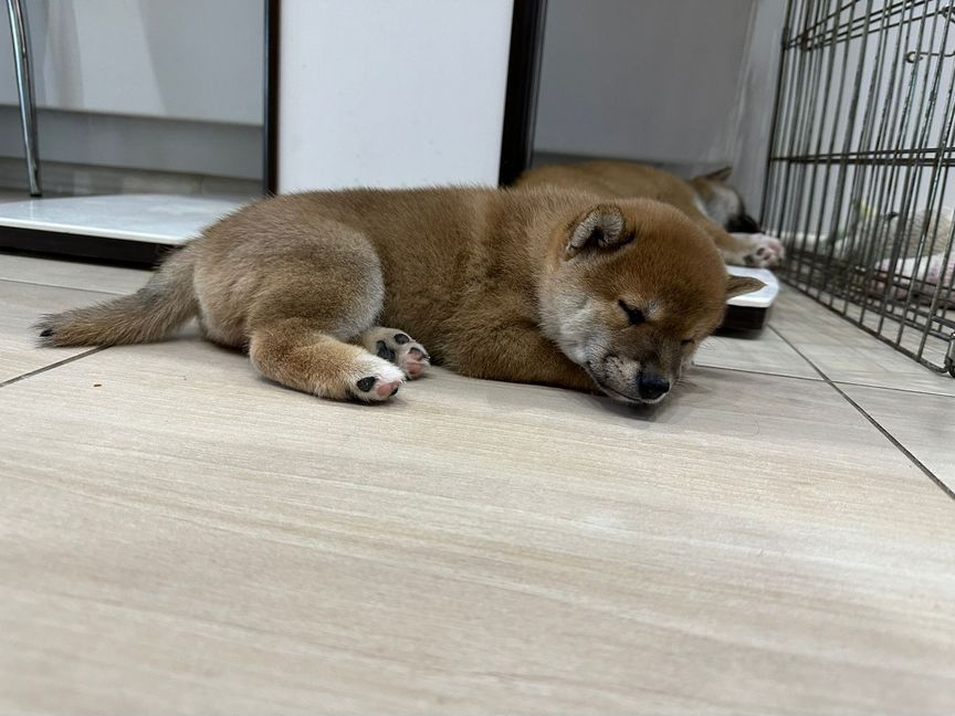 Щенки сиба ину