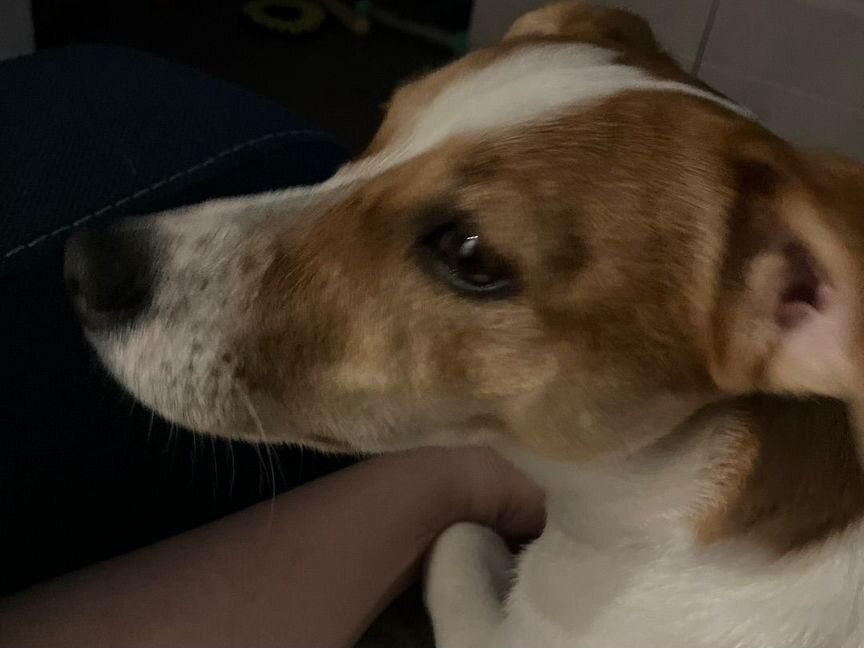 Джек Рассел терьер