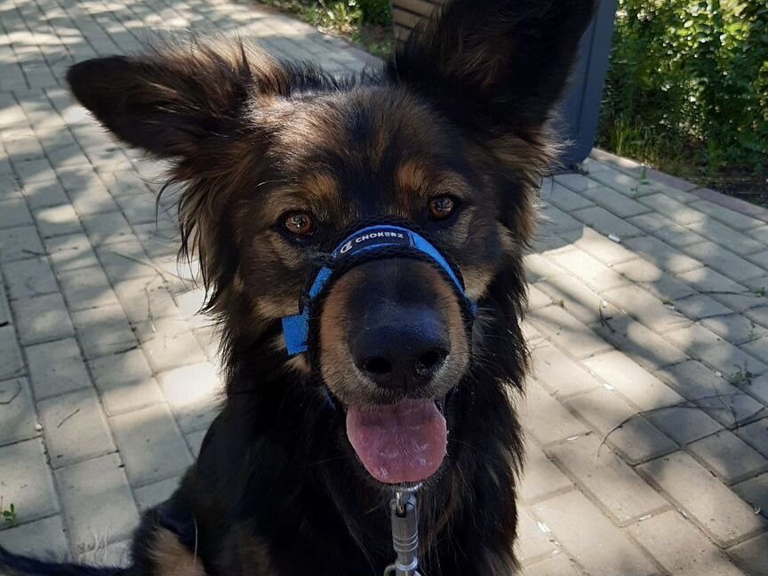 Собака в добрые руки