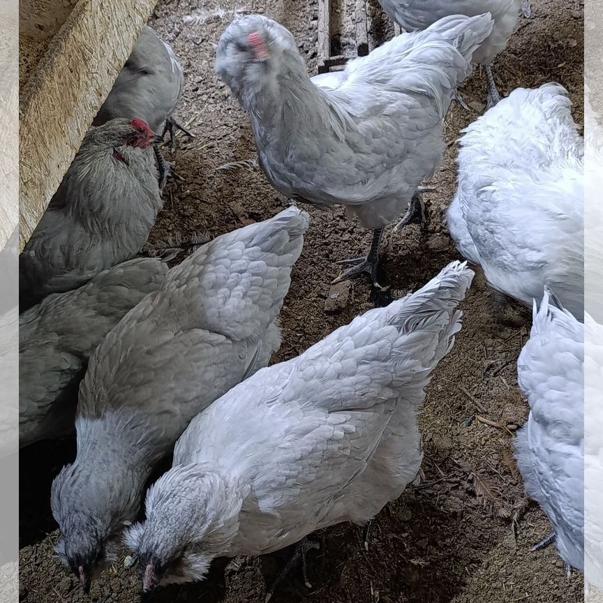 Петухи,Амераукана