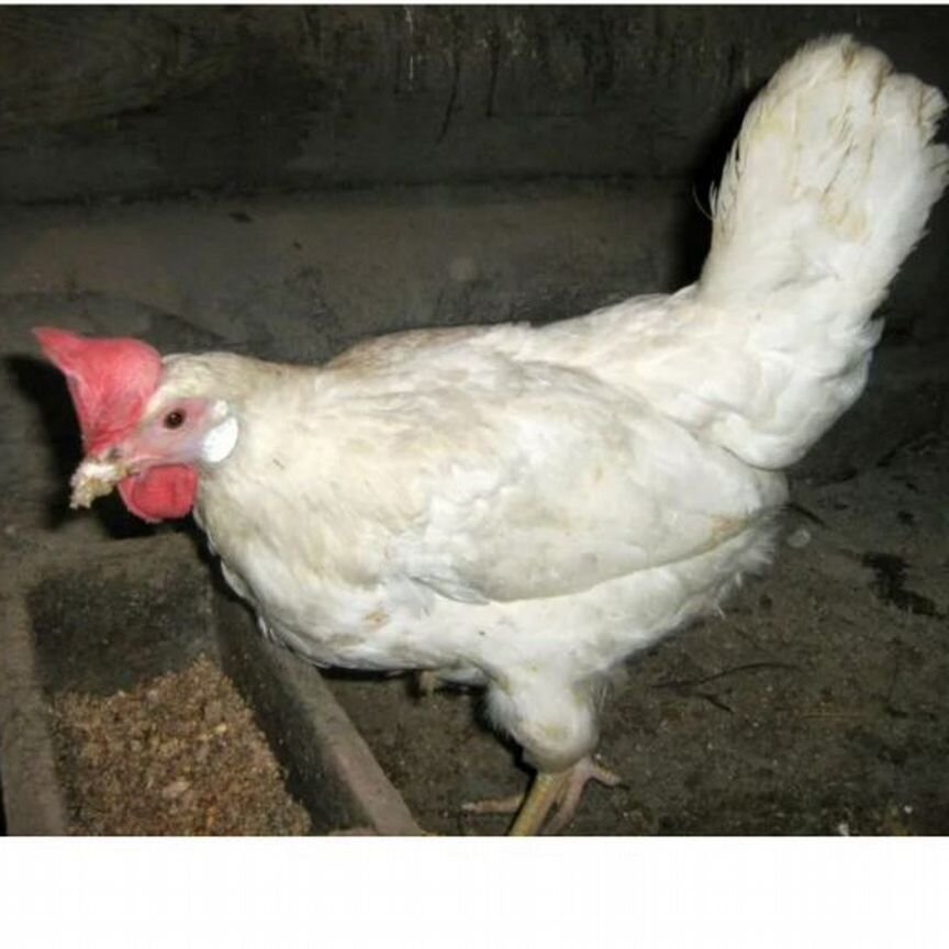 Куры несушки продам