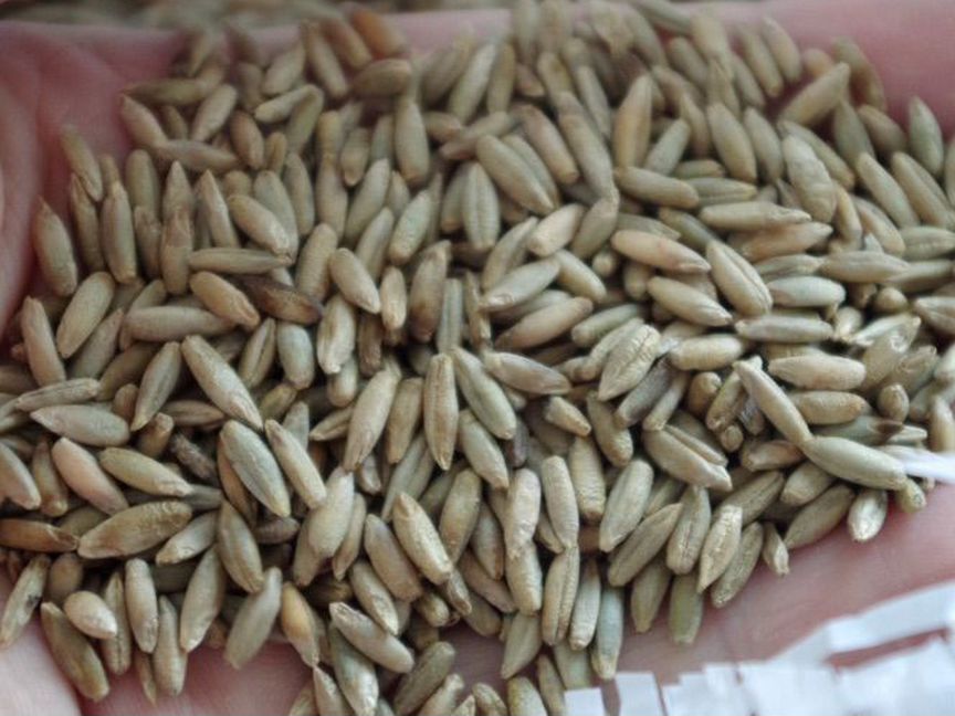 Пшеница, рожь