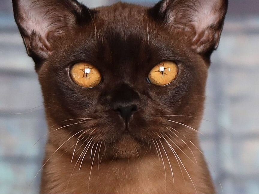 Бурманские котята