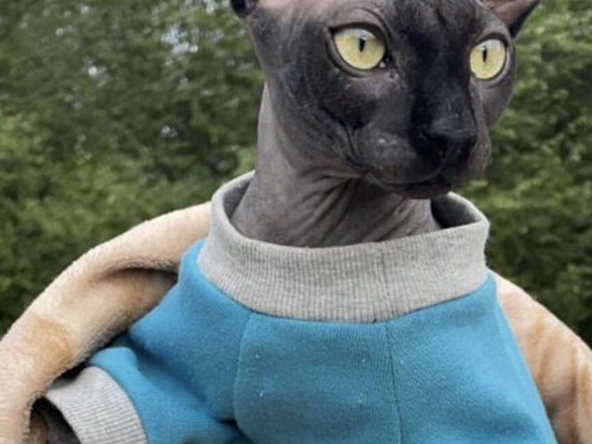 Кот