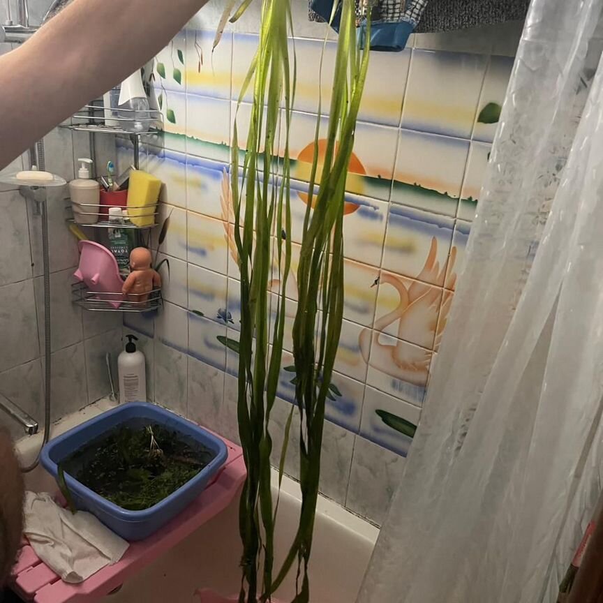 Валиснерия супер гиганская