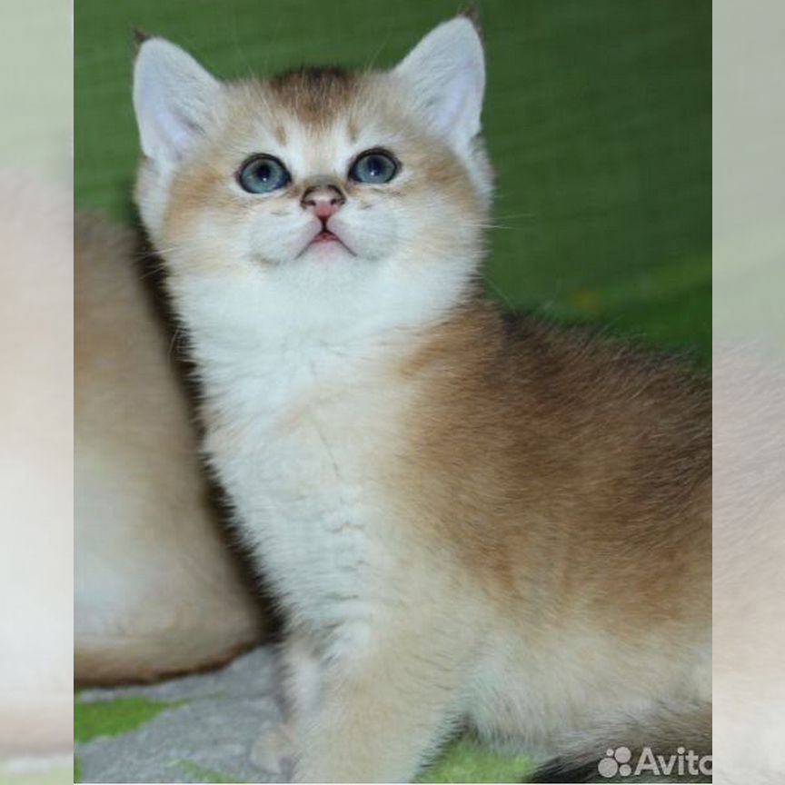 Золотая конфетка