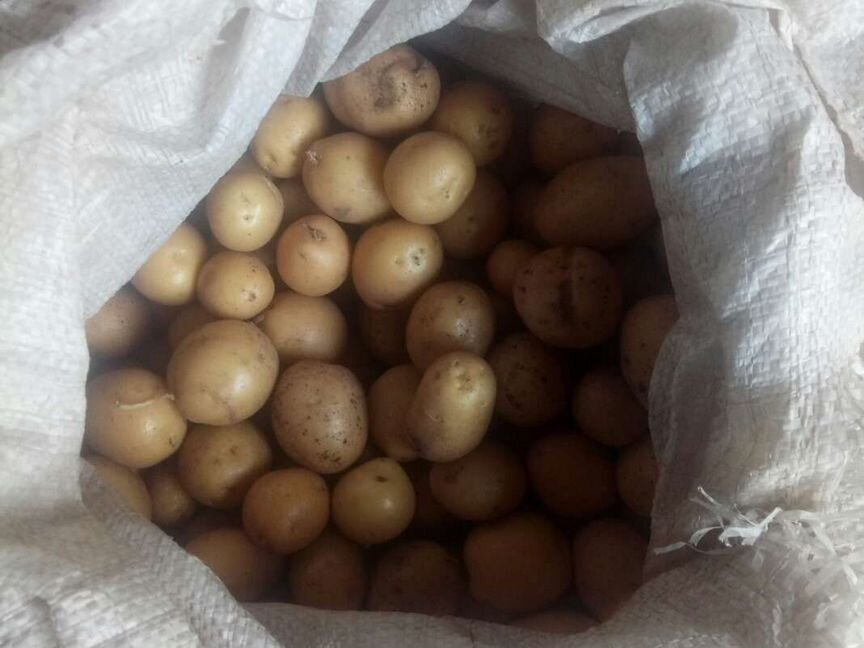 Продам картофель на корм скоту