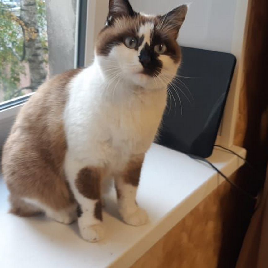 Домашняя кошка