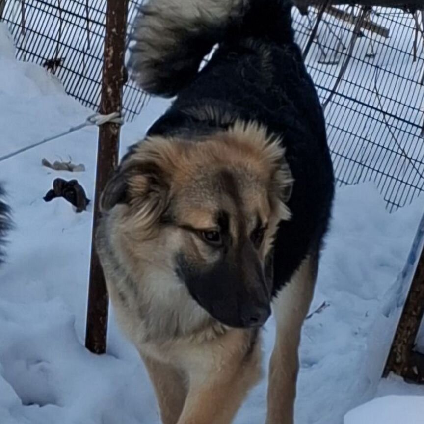 Привитые подростки - в добрые руки