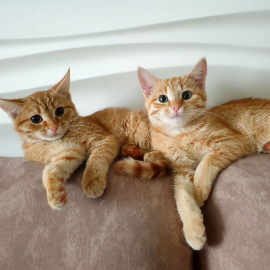 2 котенка-девочки нуждаются в доме