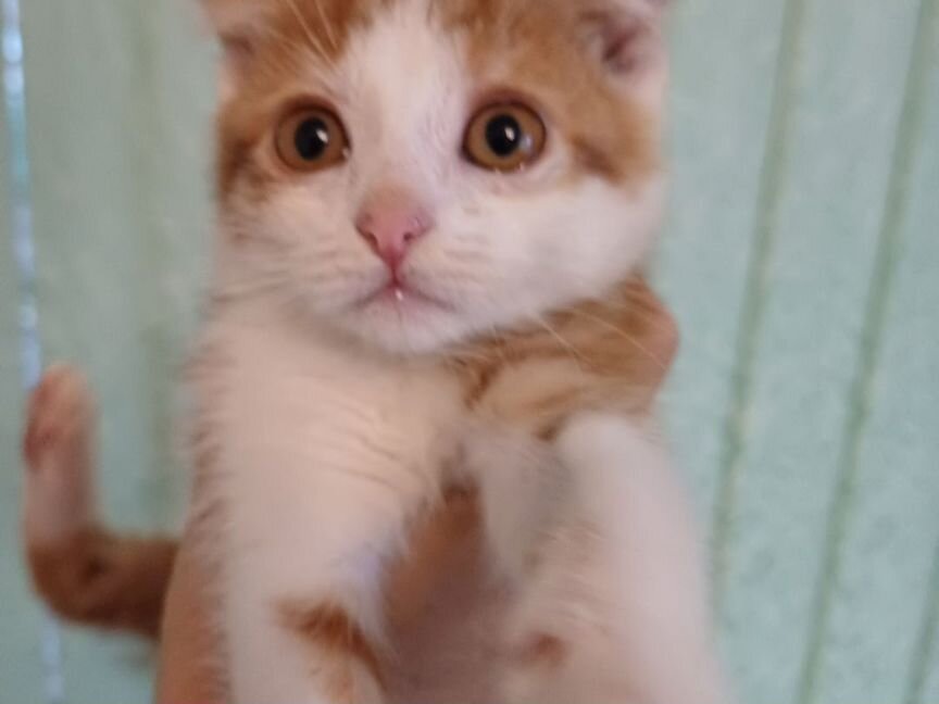 Котик рыжий, веслоухий