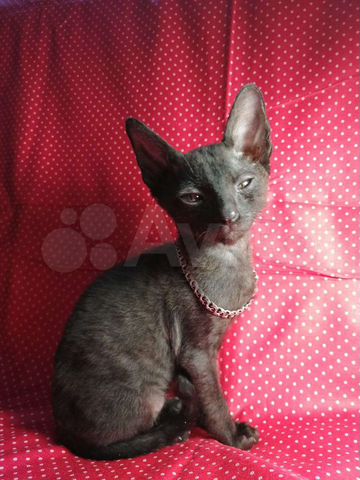 Котенок: Корниш-рекс. Очень красивый котик