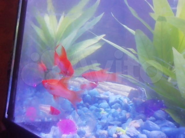 Меченосцы мальборо вильчатые